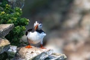 The Life Of An Atlantic Puffin - Earth Animals