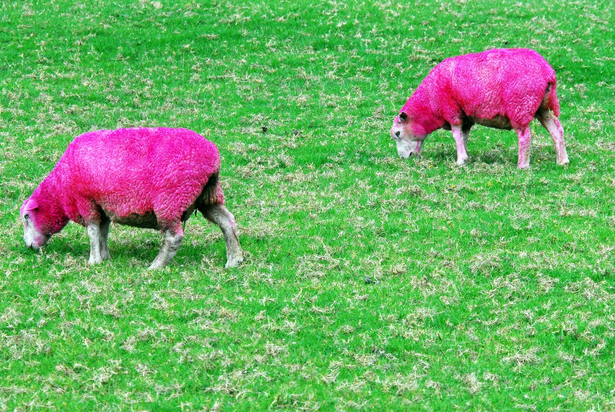 Sheep Colored Pink: Sharp Criticism of Promotion While the City Council ...