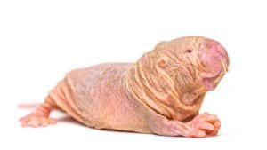Ugliest Animals: Discovering the World's Most Uniquely Unattractive ...