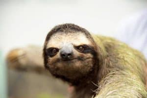 Ugliest Animals: Discovering the World's Most Uniquely Unattractive ...